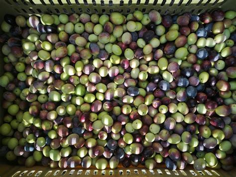 Бесплатные стоковые фото на тему Prunus Domestica букет веганский вегетарианский витамины