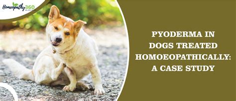 How Long Does It Take To Cure Pyoderma In Dogs