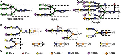 In Contrast To N Glycans Which Have A Common Core Pentasaccharide Download Scientific Diagram