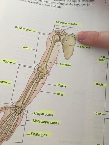 Exercise 8 Aandp Lab Flashcards Quizlet