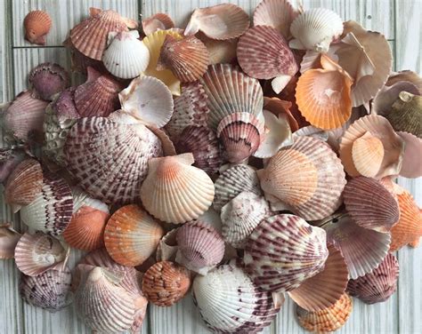 Scallop Shells For Crafting Colorful Shells For Art Florida Seashells Craft Shells Vase And