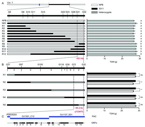 Qtls For Grain Weight That Were Found To Be Segregated In The Rice