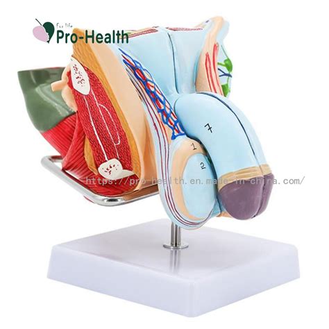 Male Genital Organ Anatomy Model Reproductive System Male Pelvic Muscles Model Pelvic Testis