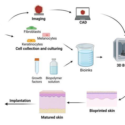 Schematic Of The Key Steps Of 3d Bioprinting Of Skin Download Scientific Diagram