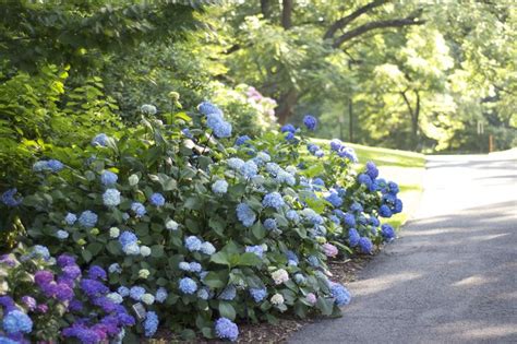 Nigra Hydrangea Hydrangea