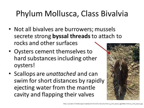 Phylum Mollusca Class Bivalvia Bivalves Class Bivalvia Include Clams Mussels Oysters And