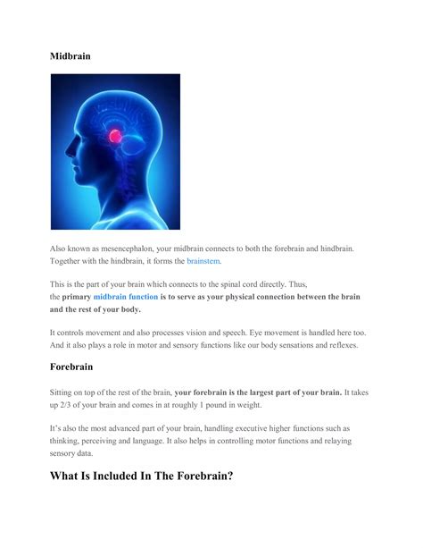 Forebrain Pdf