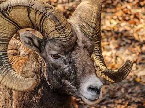 Rescataron A 81 Animales Que Iban A Ser Sacrificados En Rituales De