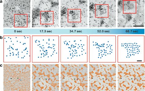 Figure 1 From Direct Observation Of Nanoparticle Superlattice Formation By Using Liquid Cell