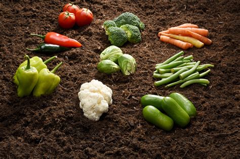 토양 배경에 신선한 유기농 야채의 그룹 유기농 농업 당근 쾌활한 토마토 후추 오이 브로콜리 브뤼셀 콩나물 콜리플라워 녹색 콩 녹색 피망 0명에 대한 스톡 사진 및 기타