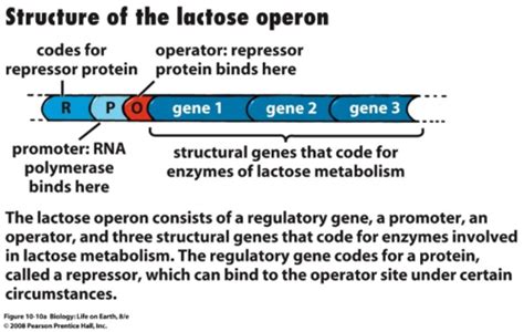 Gene Regulation Flashcards Quizlet