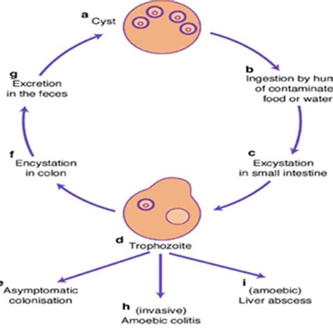 Flask Shaped Ulcer Of Invasive Intestinal Amebiasis Hematoxylineosin Download Scientific