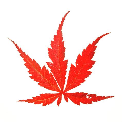 Plant Leaf Identification 2 Kaggle