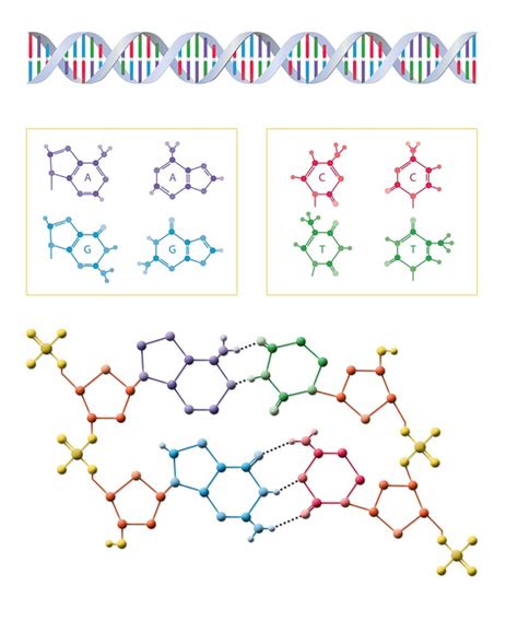 Dna 생물학 과학 Pixabay의 무료 사진