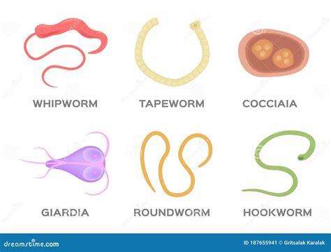 Human Parasite Vector Hookworm Whipworm Tapeworm Roundworm Coccidia And Giardia Stock Vector