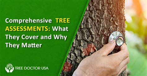 Comprehensive Tree Assessments What They Cover And Why They Matter
