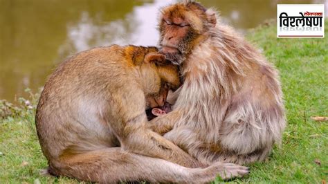 Primates Same Sex Behaviour समलिंगी संभोग माकडे वानरांमध्येही
