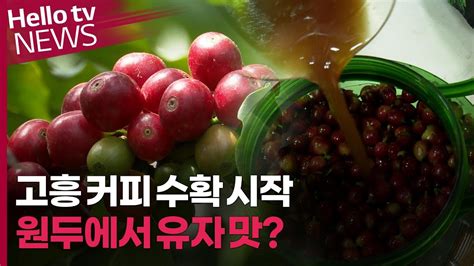 고흥 커피 수확 본격 시작원두에서 유자 맛까지 Youtube