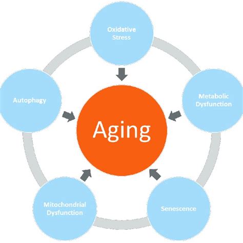 Systems Biology Of Aging Aging Progression Is Driven By Multiple Download Scientific Diagram