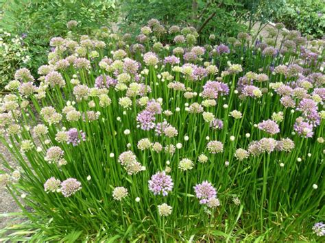 Allium Millennium Sierui De Tuinen Van Appeltern