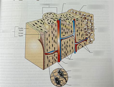 Bone Structure Diagram Quizlet