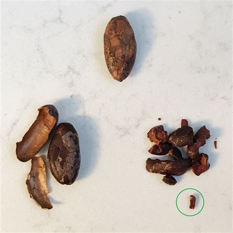 Factors Influencing Quality Variation In Cocoa Theobroma Cacao Bean