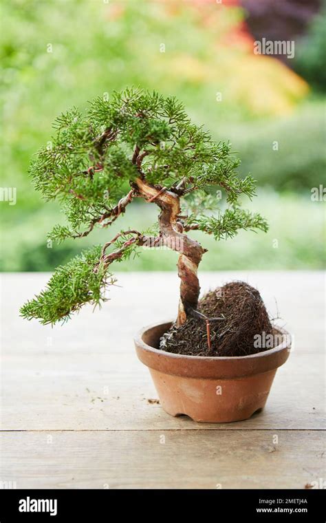 Twisted Dead Wood Juniper Literarti Deadwood Slanting Juniper