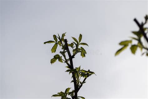 Raspberry Shrub With Young Green Leaves In Spring Stock Image Image Of Sprout Sunlight 282587169