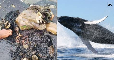 죽은 고래 뱃속 쓰레기플라스틱 컵만 무려 115개 민중의소리