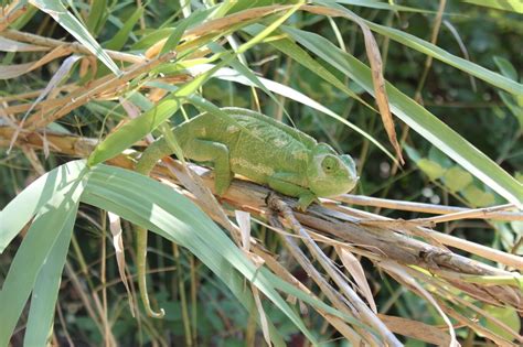 Mediterranean Chameleon Gr