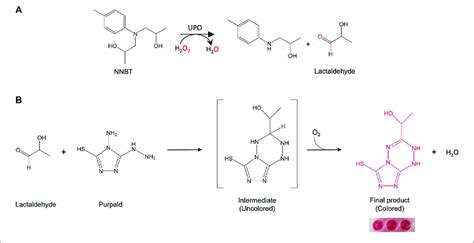 A Reaction Scheme For The N Dealkylation Of Nnbt By Upo B Download Scientific Diagram