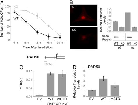 Runx2 Deficient Osteoblasts Lack Components Of The Mrn Dna Repair