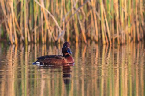 Canvasback Duck Archives All Bird Species