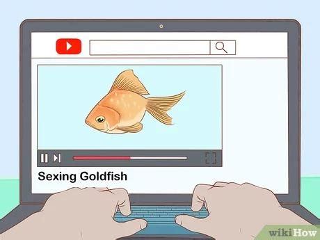 How To Take Your Relationship With Your Fish To The Next Level R Disneyvacation