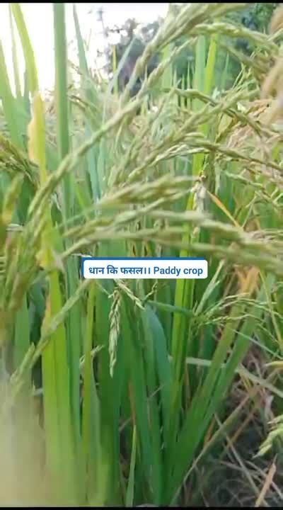 Bhanu Pratap Maurya Posted On Linkedin
