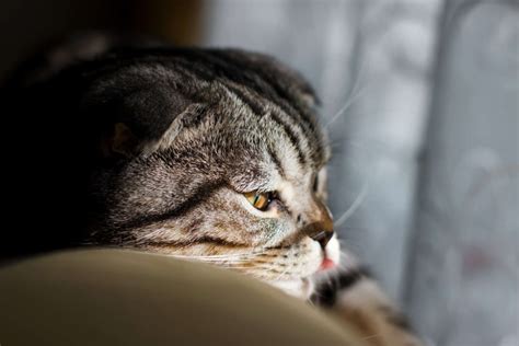 All About The Russian Tabby Cat And Its Beauty Catbuzz