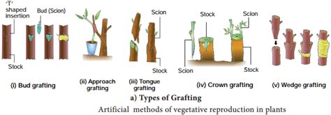 Vegetative Propagation Definition Types Examples Explanations