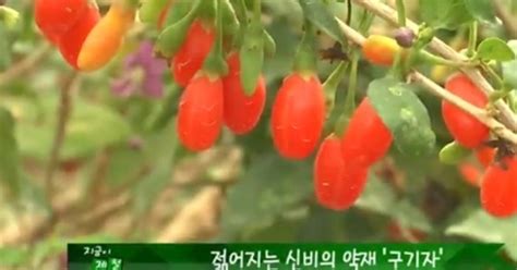 구기자 효능 젊어지는 신비의 약재 다이어트 중 먹으면대박