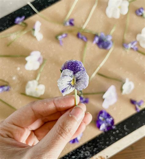 Candied Flowers Recipe How To Make Sugared Pansies And Violets Fox