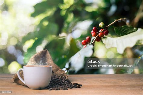 커피 나무 배경에 트림 자루에 연기와 커피 콩 커피 한 잔 텍스트 공간을 복사합니다 연기 물리적 구조에 대한 스톡 사진 및 기타 이미지 연기 물리적 구조 커피 마실 것