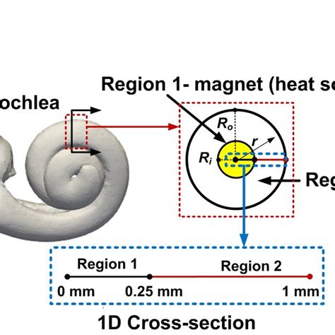 The Cochlear 3d Model Is Uncoiled And A Cross Section Of The Uncoiled