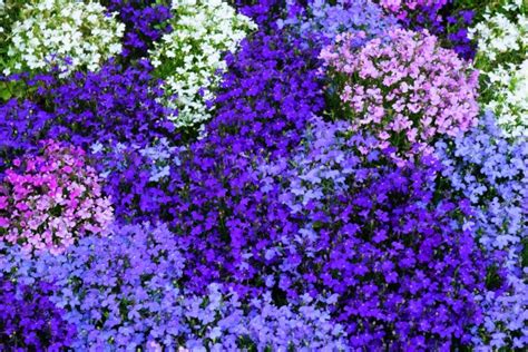 ロベリアの花言葉の意味由来誕生花花言葉のシャルロー