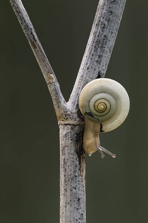 전주굿디자인 달팽이묘사 달팽이개체표현 연필소묘드로잉 정물소묘 연필드로잉 개체묘사 고려대 이대소묘드로 기초디자인 기초드로잉 연필소묘드로잉 정밀묘사 Artofit