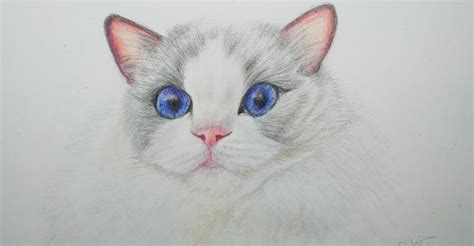 How To Draw A Realistic Cat With Colored Pencils Kitten Art