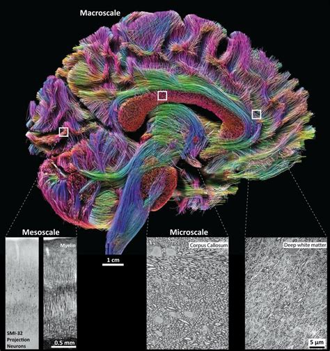 Integrating Human Brain Connectivity At The Macro Meso And Micro