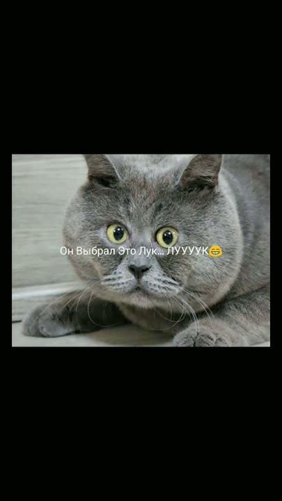 Кот Атос Сошёл с Ума и Стал Выбирать Для РД Роли😂🤣😁 Звукнемой Радужныедрузья Shorts Youtube