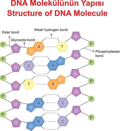 Dna Structure Labeled Hydrogen Bonds
