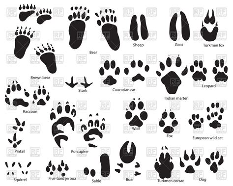 Human Animal Footprints Free