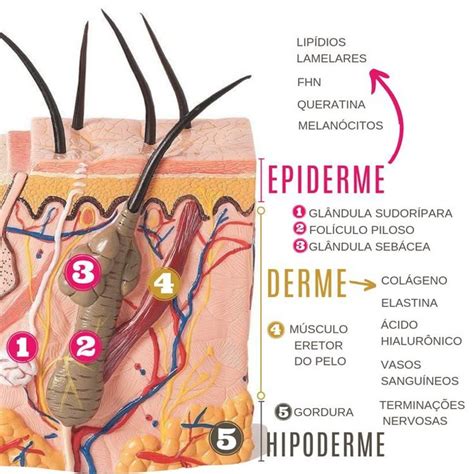 Camada Da Pele Anatomia Da Pele Camadas Da Pele Biomedicina Estética