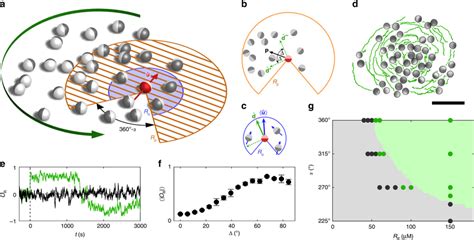 Swirl Formation Of Socially Interacting Active Particles A Illustration